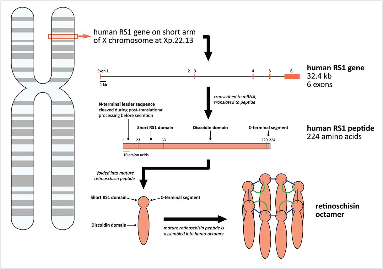 Retinal Physician | PentaVision