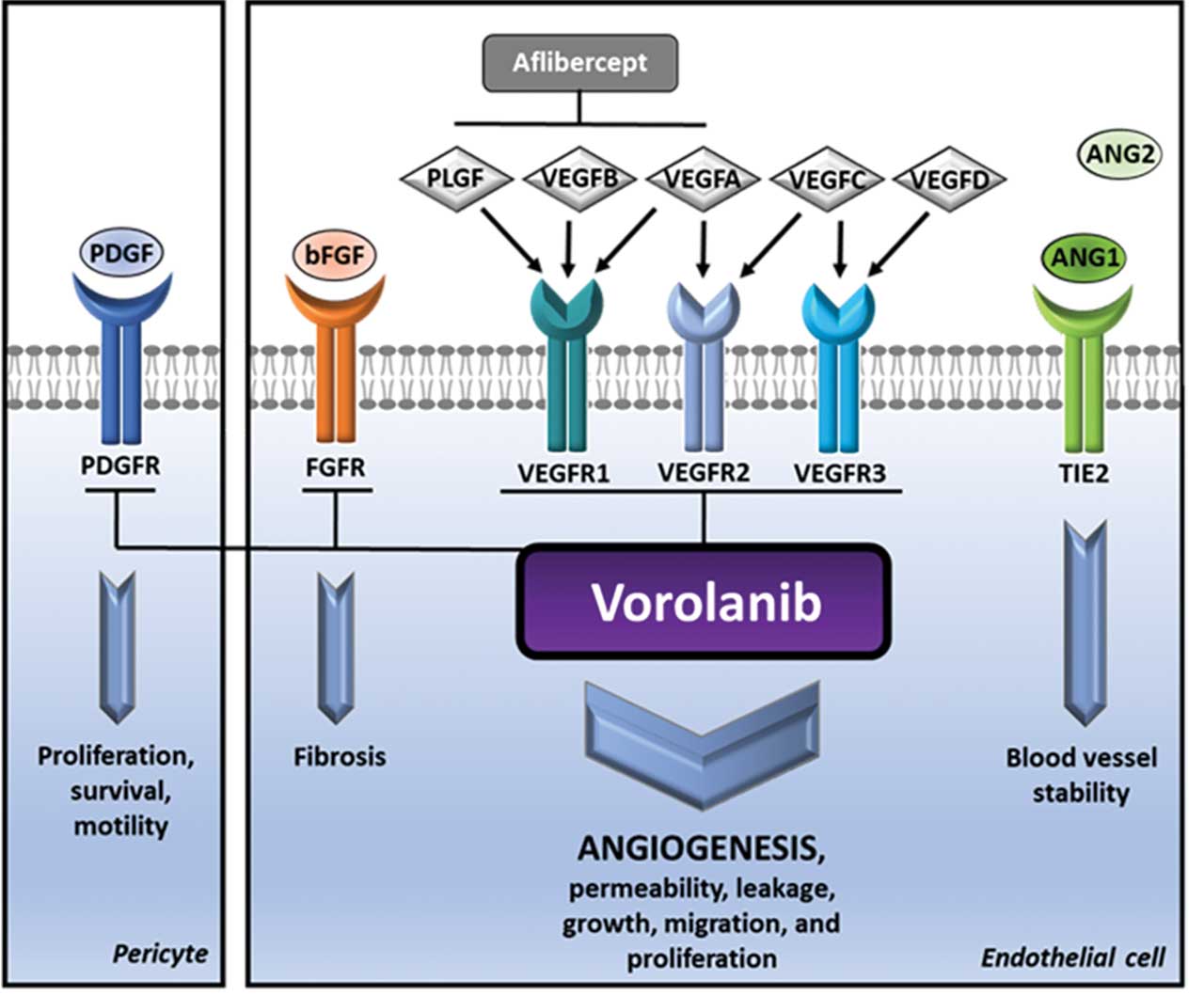 Tyrosine Kinase Inhibitors for Wet AMD and Diabetic Retinopathy ...
