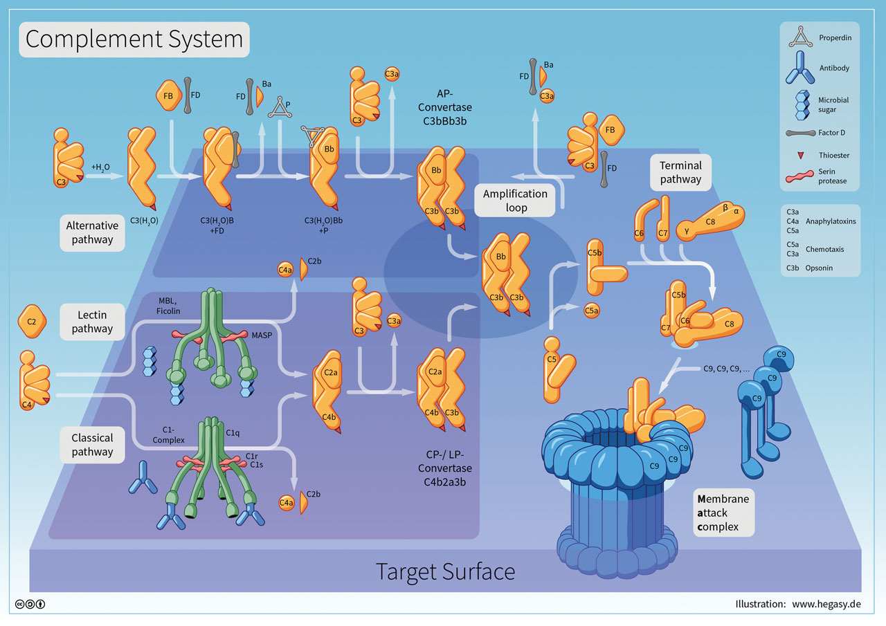 Complement Inhibition for Geographic Atrophy | Retinal Physician