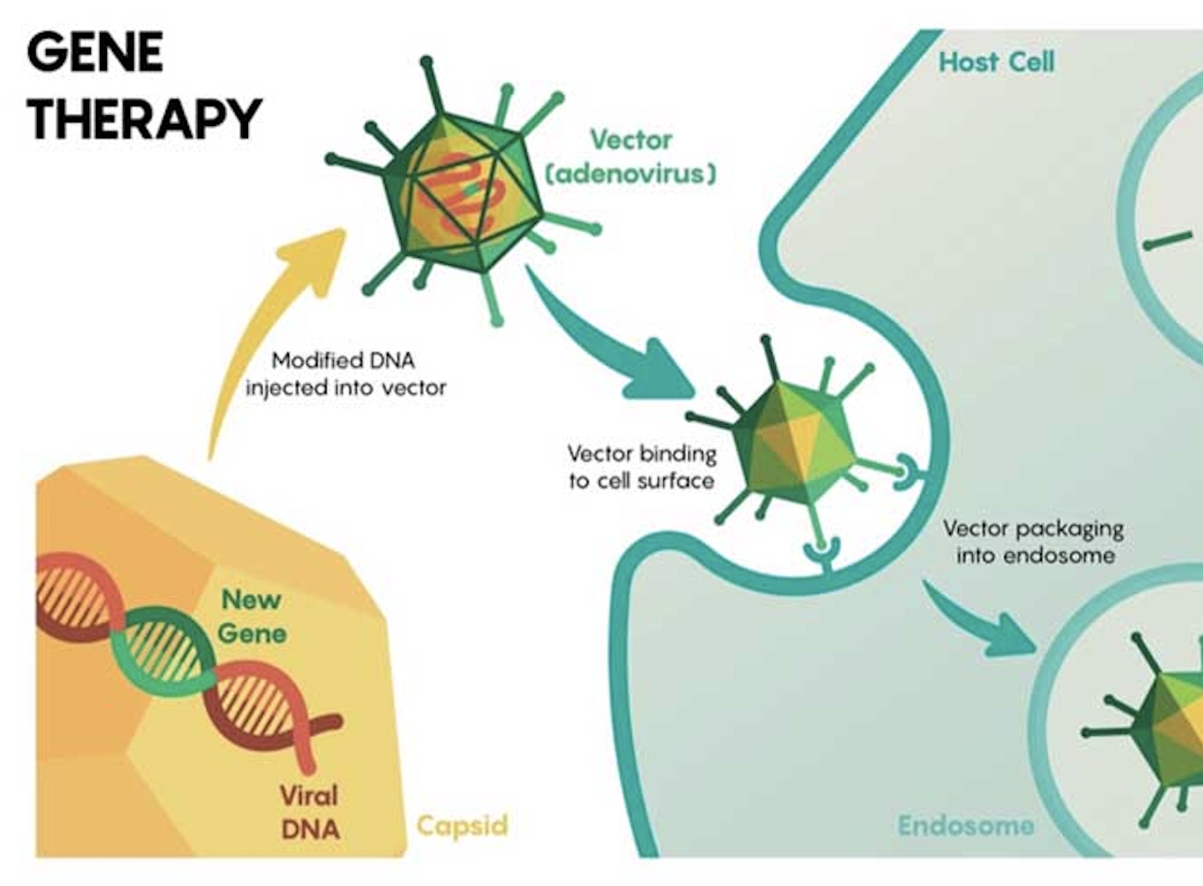 Improving Durability of Drugs in Wet AMD | Retinal Physician